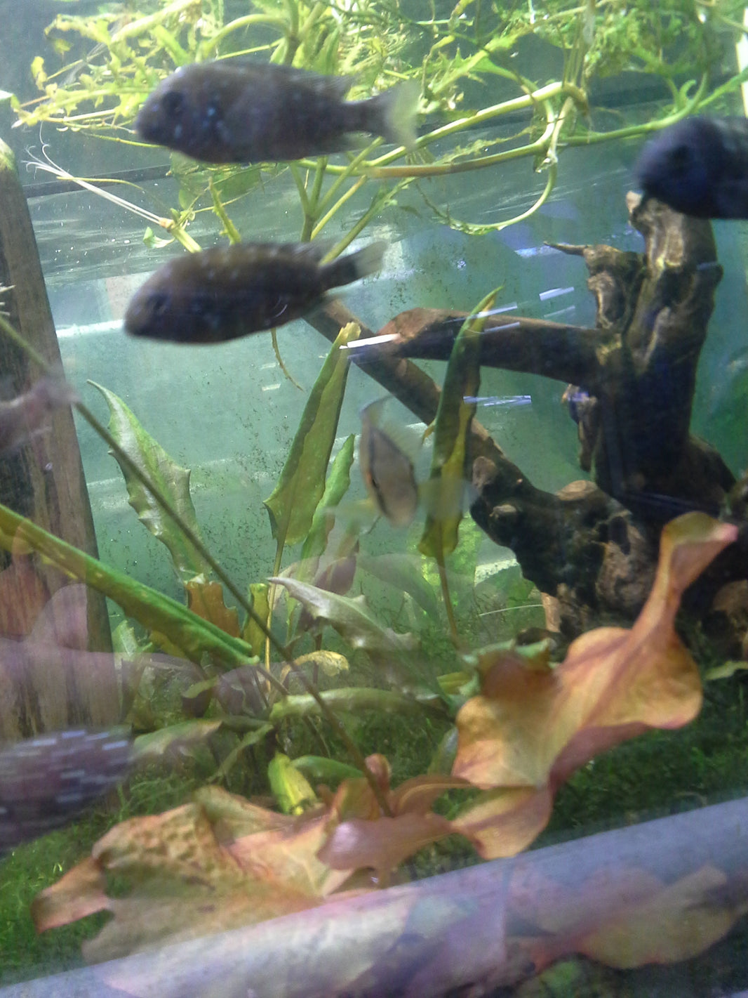 Welcome to Shoal – Father Fish Aquarium