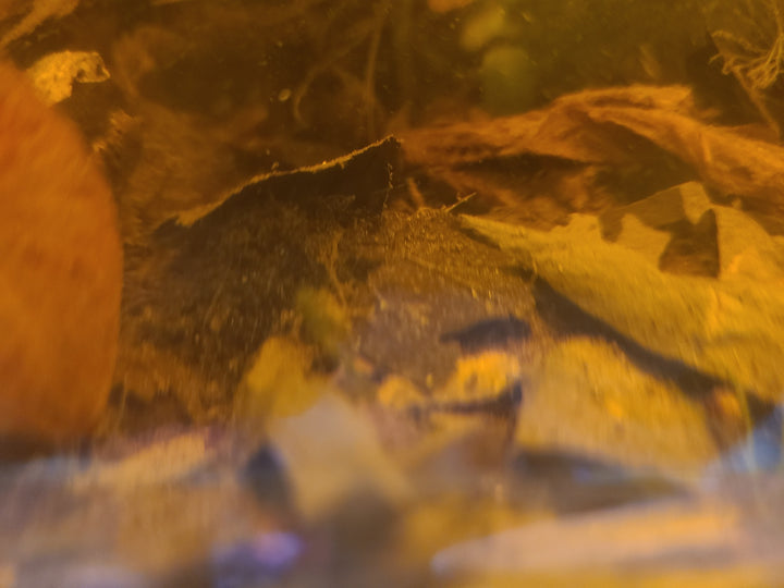 Welcome to Shoal – Father Fish Aquarium