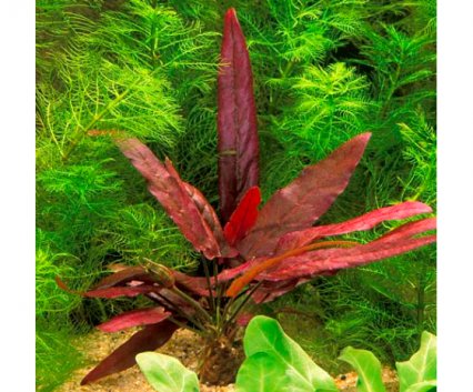 Products – Father Fish Aquarium