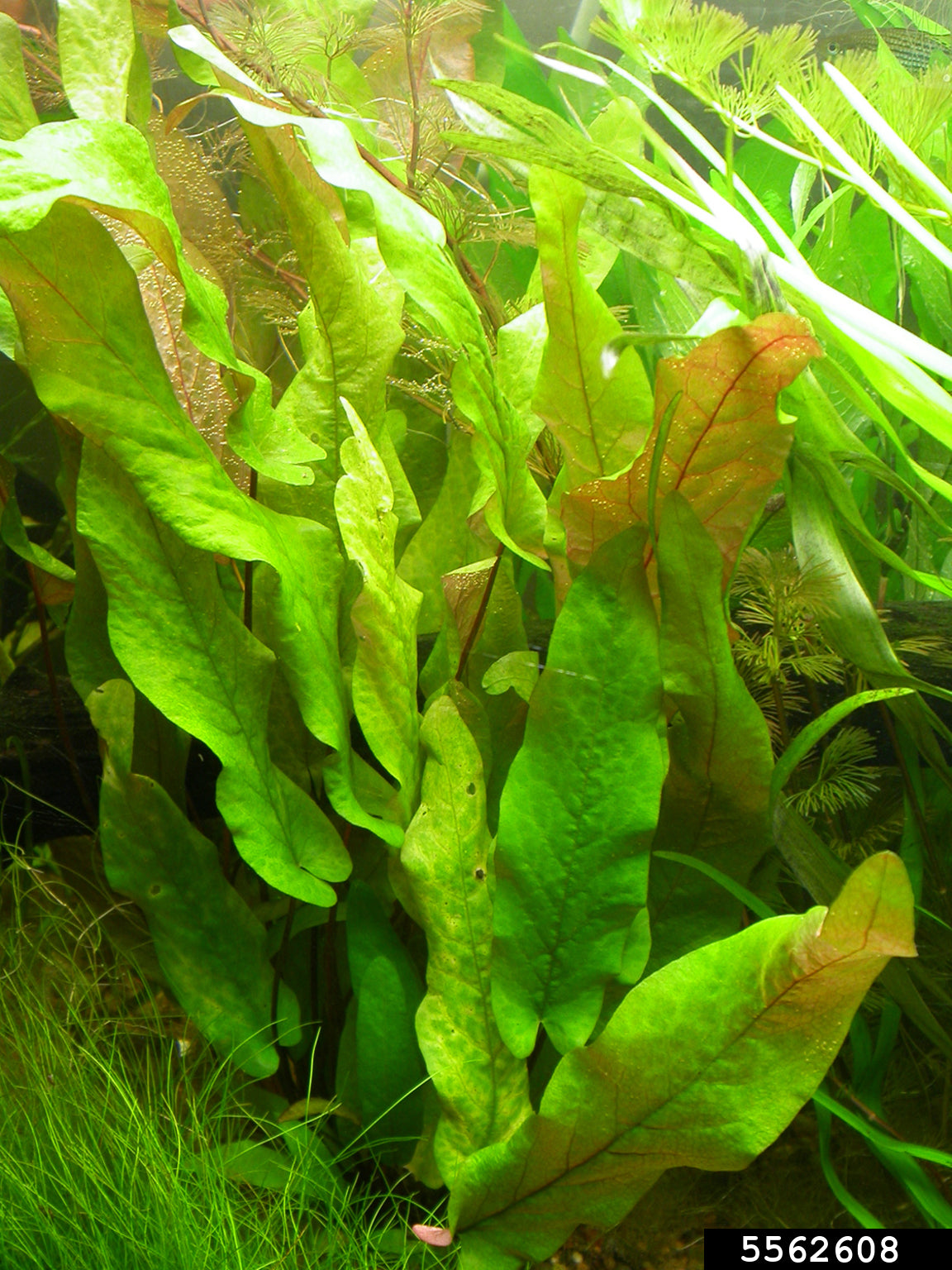 Products – Father Fish Aquarium