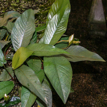 Welcome to Shoal – Father Fish Aquarium