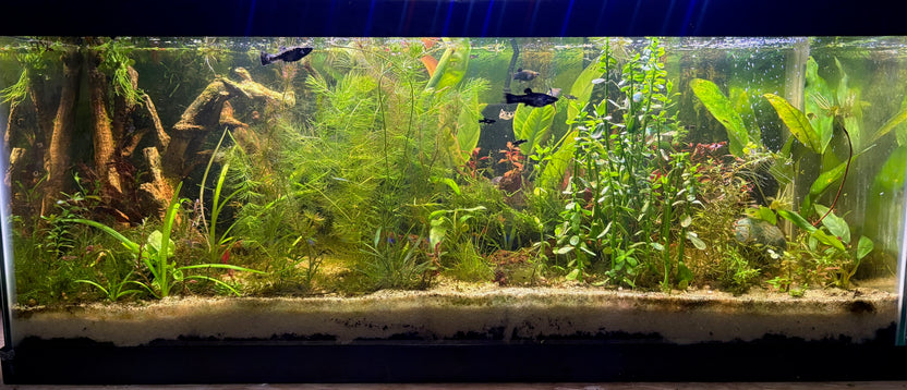 Natural Aquariums & Low-Tech Tanks - Shop Father Fish Now – Father Fish ...