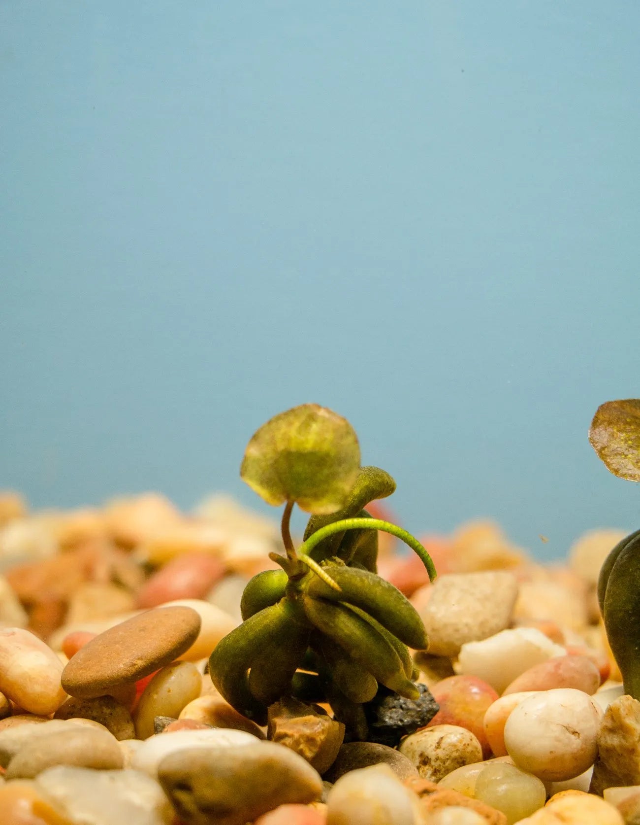 bulb-banana-plant-father-fish-aquarium