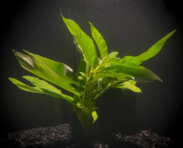 🌿 Hygrophila Willow (angustifolia) – Tall, Flowing Stem Plant for Back ...