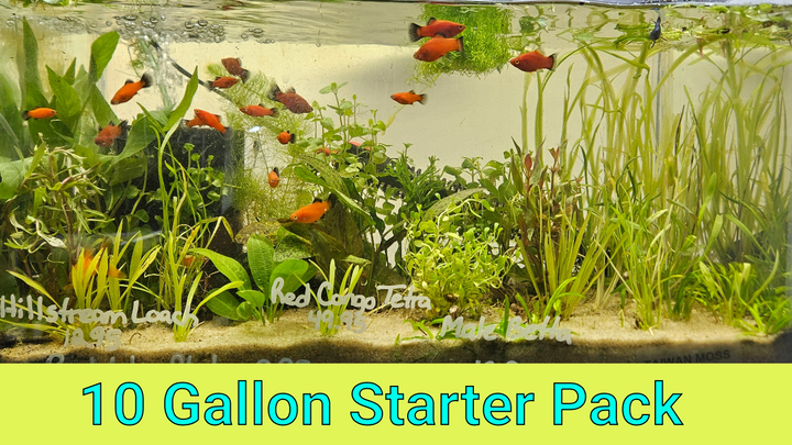 Natural Aquariums & Low-Tech Tanks - Shop Father Fish Now – Father Fish ...