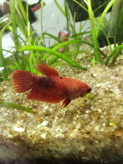 Farmer’s Choice Female Betta Fish – Vibrant Young Adult Betta for ...