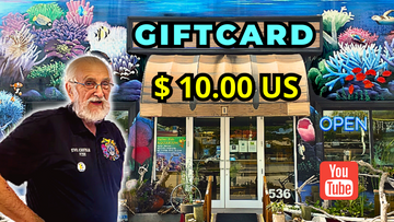 Welcome to Shoal – Father Fish Aquarium