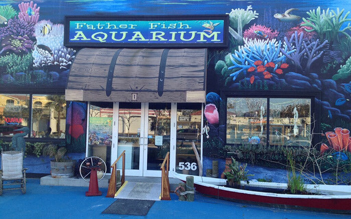 Welcome to Shoal – Father Fish Aquarium