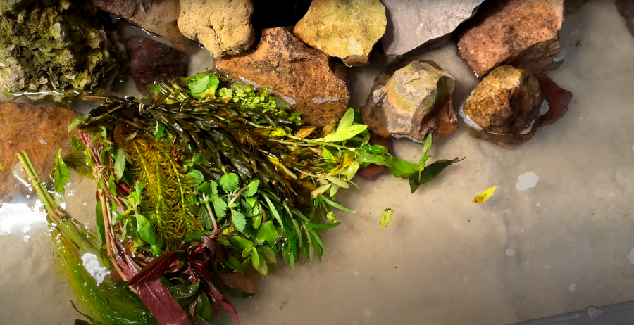 Welcome to Shoal – Father Fish Aquarium