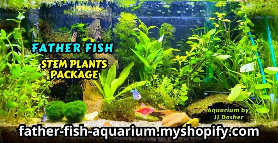 Products – Father Fish Aquarium