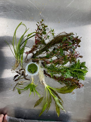 Natural Aquariums & Low-Tech Tanks - Shop Father Fish Now – Father Fish ...