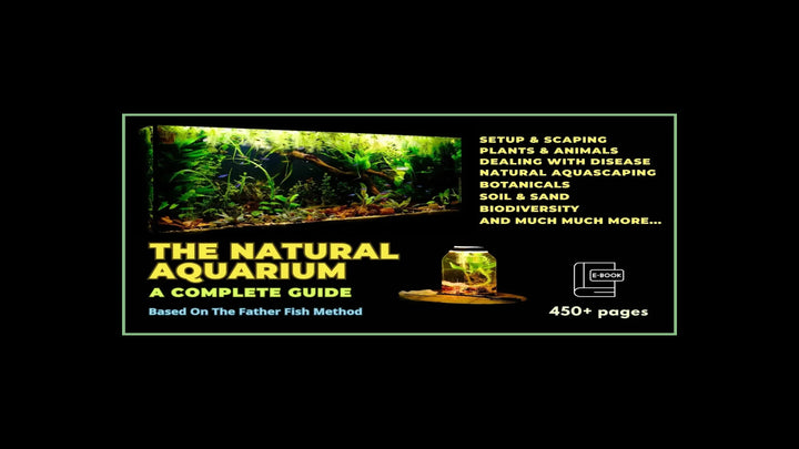 Natural Aquariums & Low-Tech Tanks - Shop Father Fish Now – Father Fish ...