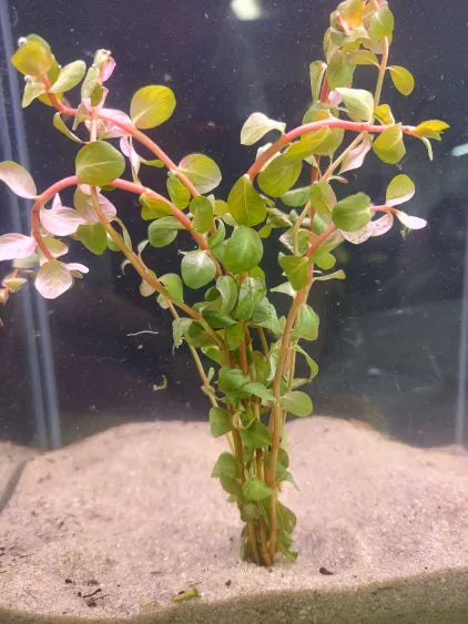Rotala Vietnam – Vibrant Red Stem Plant for Freshwater Aquariums ...
