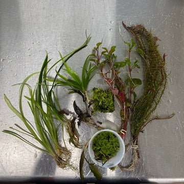 Natural Aquariums & Low-Tech Tanks - Shop Father Fish Now – Father Fish ...